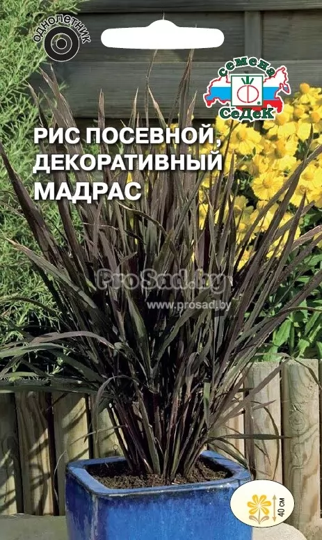 Купить семена Риса посевной, декоративный Мадрас почтой по Беларуси в ...