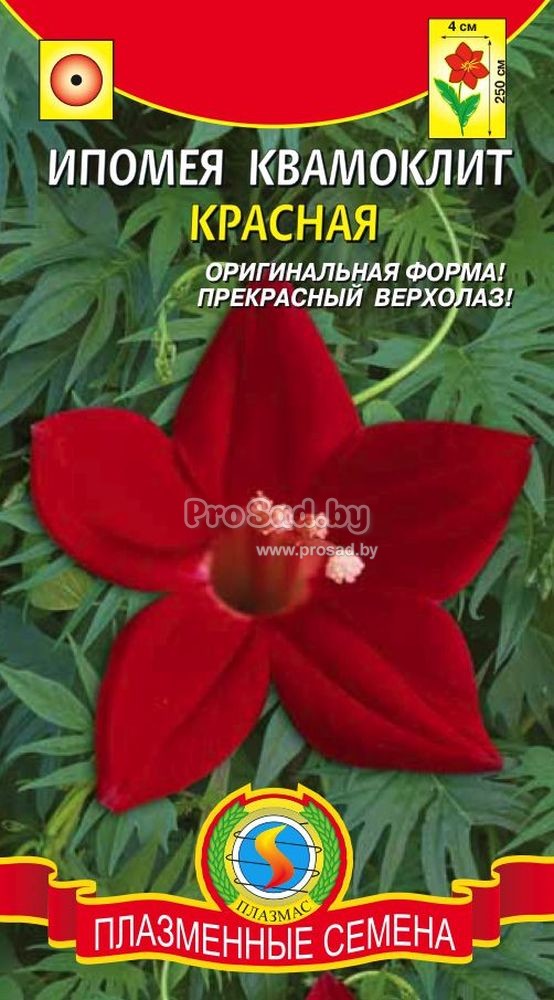 Купить семена Ипомеи Квамоклит Красная в интернет-магазине в Минске ...